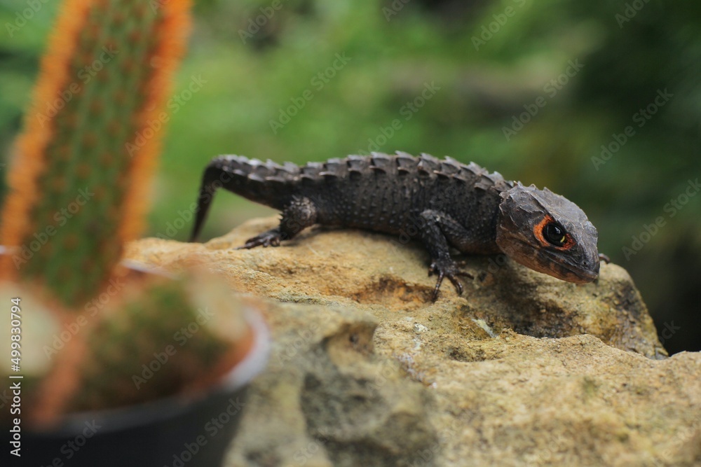 Red-eyed crocodile skink, is a species of skink that is sometimes kept ...