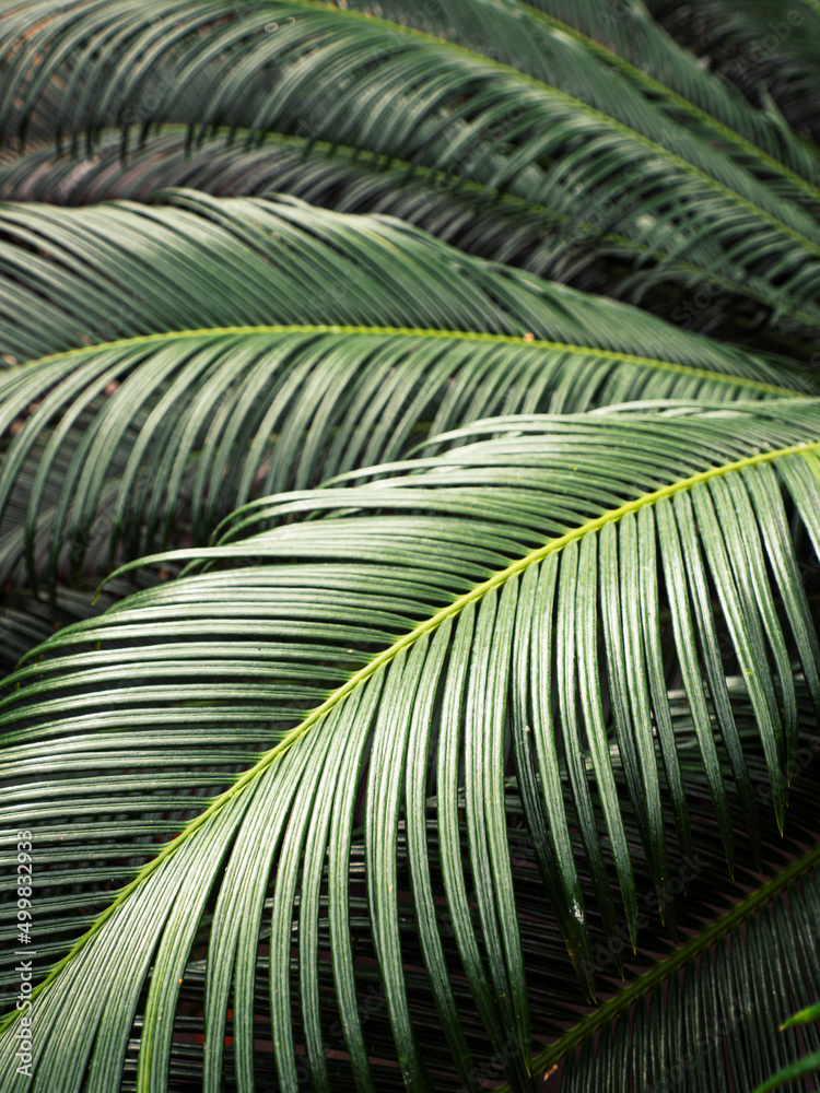 Tropical palm tree background Stock Photo | Adobe Stock
