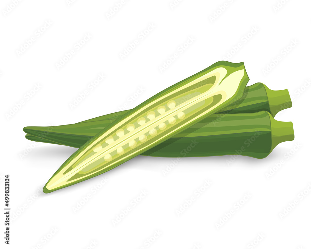 Lady Finger, Okra Vegetable vector illustration isolated on white ...
