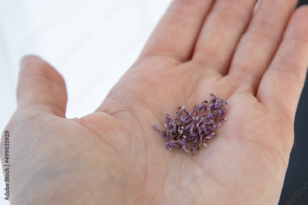 Dried red dead nettle, lamium purpureum. Dry flower petals held in a ...