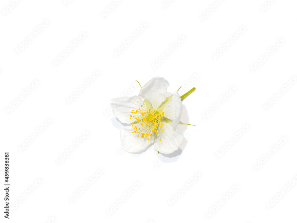 Close upflower of Jam tree, Jamaican cherry, Malayan Cherry, West ...