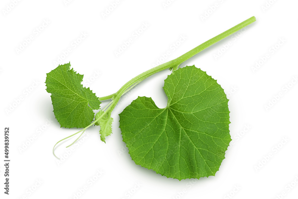 Melon leaf isolated on white background with clipping path and full ...