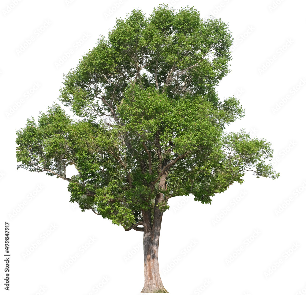 tropical green tree side view isolated on white background for ...