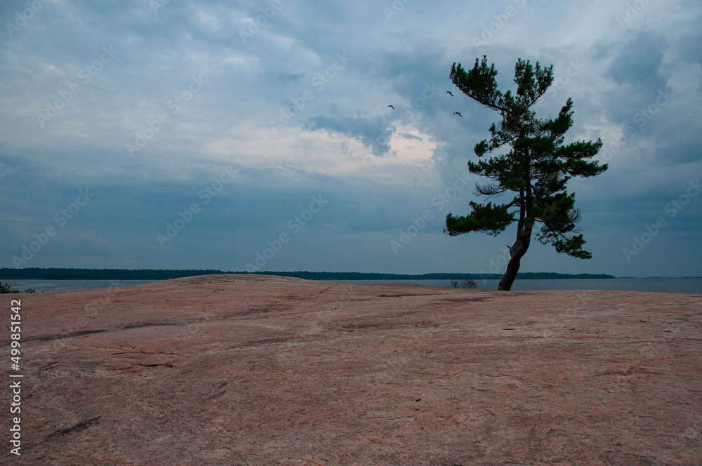 Famous Tree at Killbear Provincial Park Ontario Stock Photo | Adobe Stock