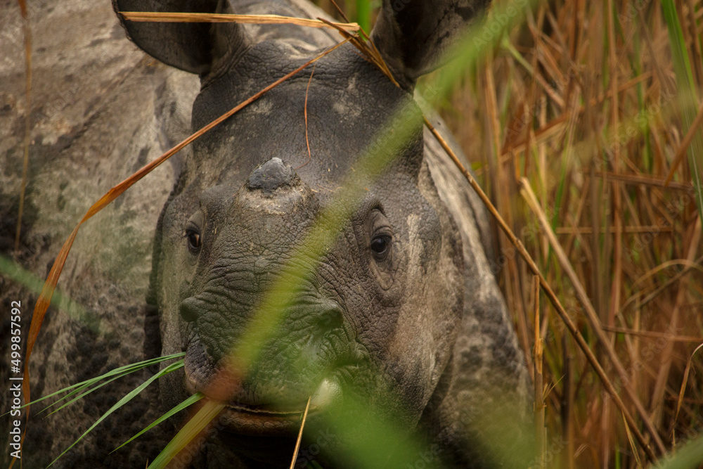 The famous one horned Rhino at Garumara National Park, West Bengal ...