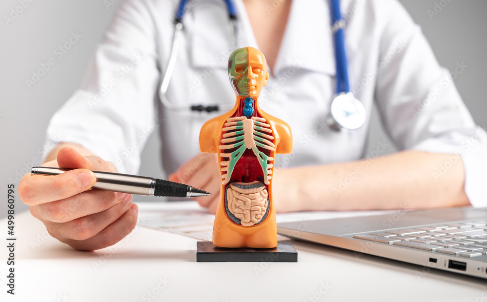 Poster Doctor showing internal organs in 3d human model – Wall Art ...