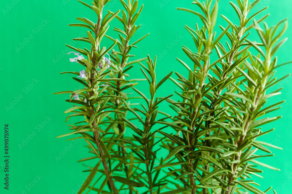 Planta de Romero Stock Photo | Adobe Stock