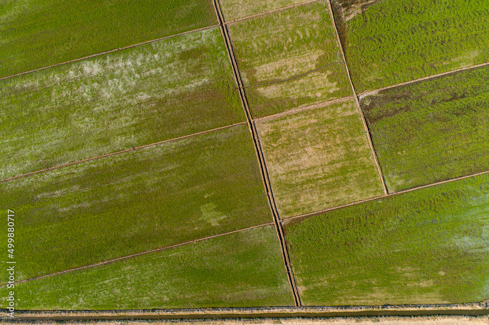 Piura, Peru: Aerial view of rice fields in the Chira river valley, very ...