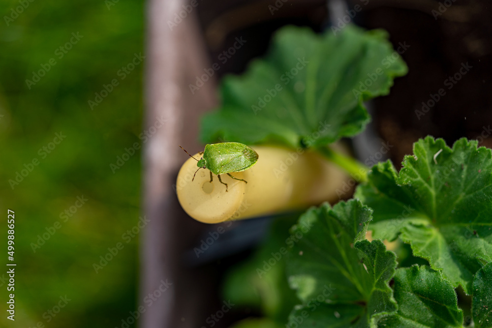 Heteroptera commonly known as the southern green stink bug, southern ...