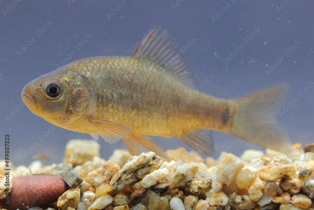 The crucian carp (Carassius carassius) in an underwater habitat Stock ...