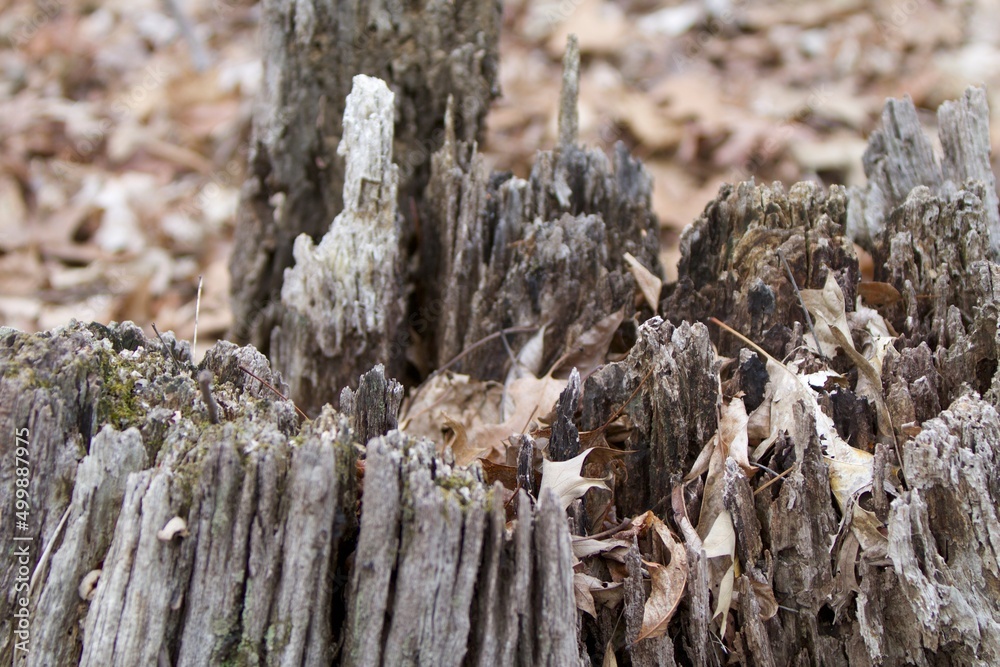 spikey rotted stump in the woods Stock Photo | Adobe Stock