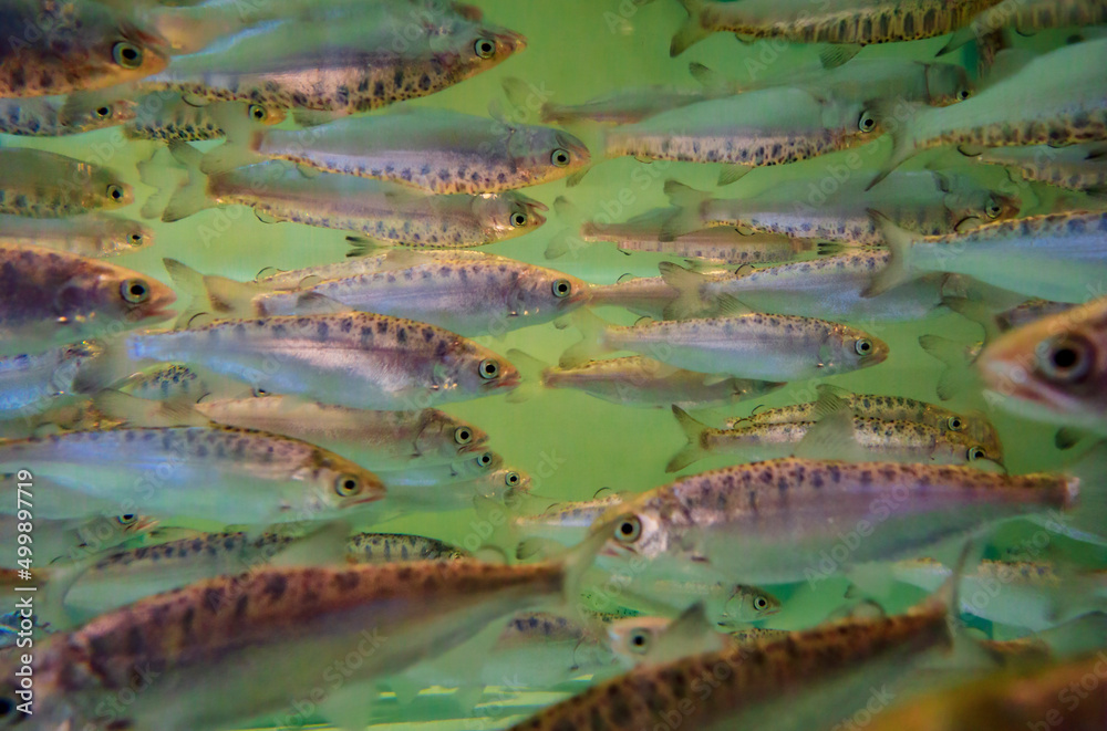 confused fish Stock Photo | Adobe Stock