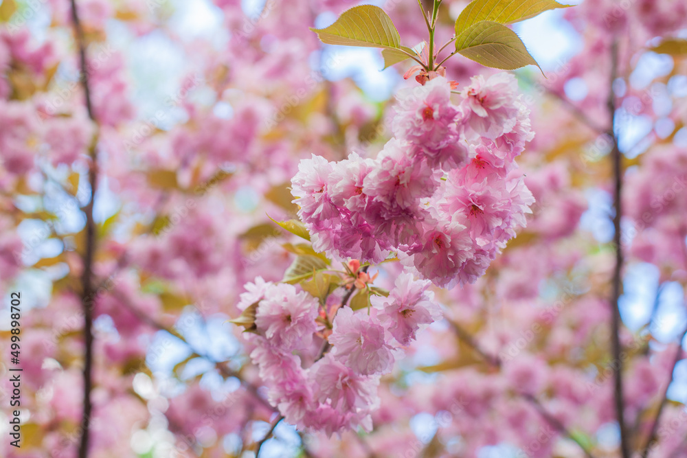 Japanese Flowering Cherry, National Flower of Japan. Japanese Cherry ...
