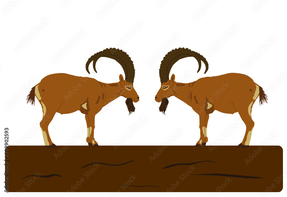 Two bighorn male goats on chump fighting vector illustration isolated ...