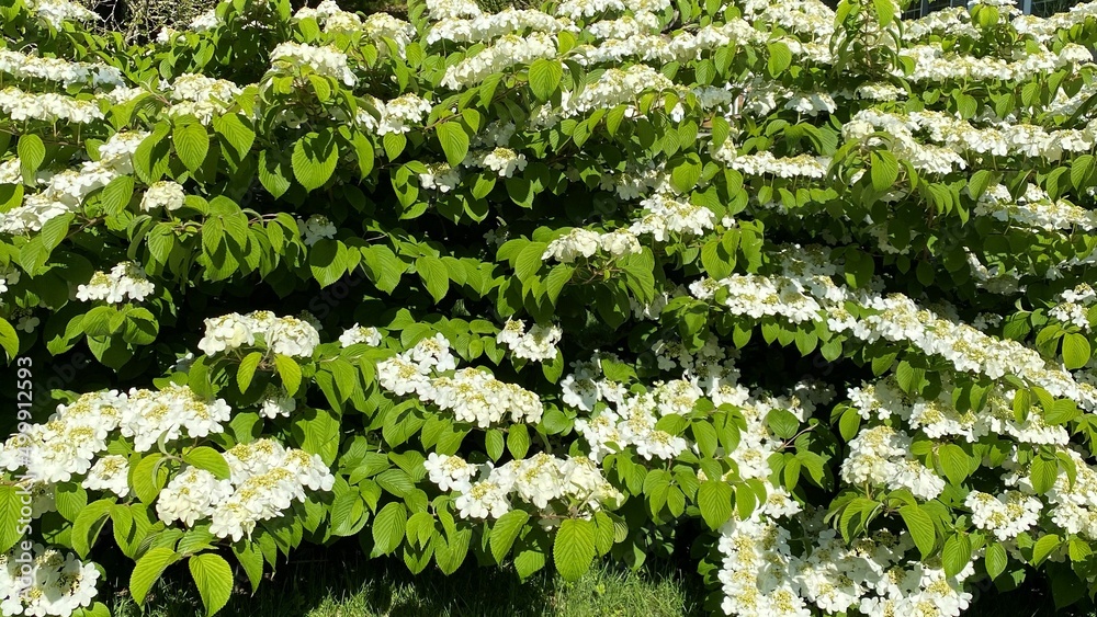 Viburnum Plicatum Double Shasta White widescreen Stock Photo | Adobe Stock