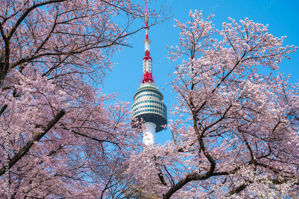 The pink cherry blossoms cherry blossom season spring in Seoul Tower ...