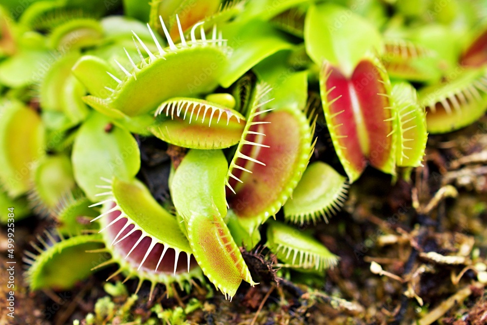 Closeup Venus flytrap ,Insectivorous plants ,Low Giant ,Dionaea ...