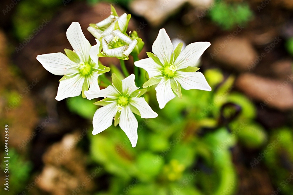 Closeup white flower Venus flytrap ,Insectivorous plants ,Low Giant ...
