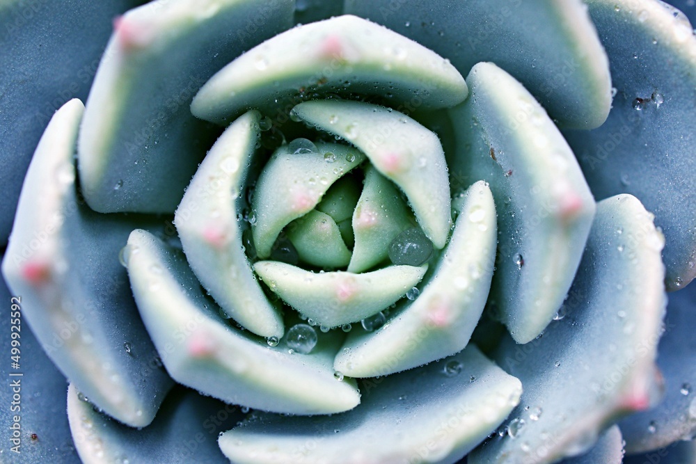 Macro succulent Cactus plant ,Echeveria elegans ,Rose Cabbage ,thick ...