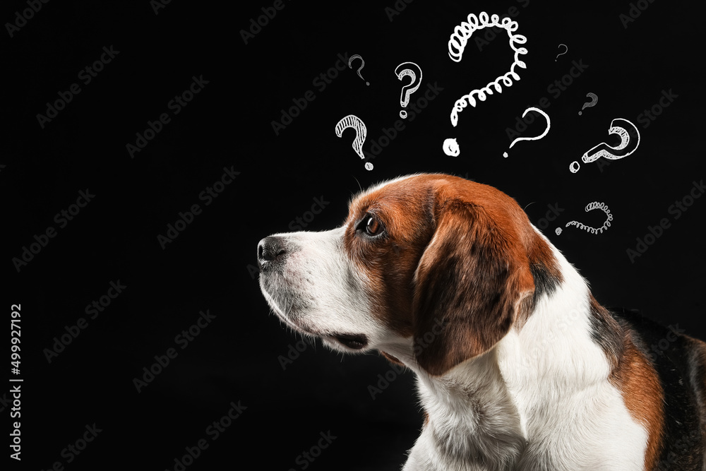 Funny Beagle dog and question marks on black background Stock Photo ...