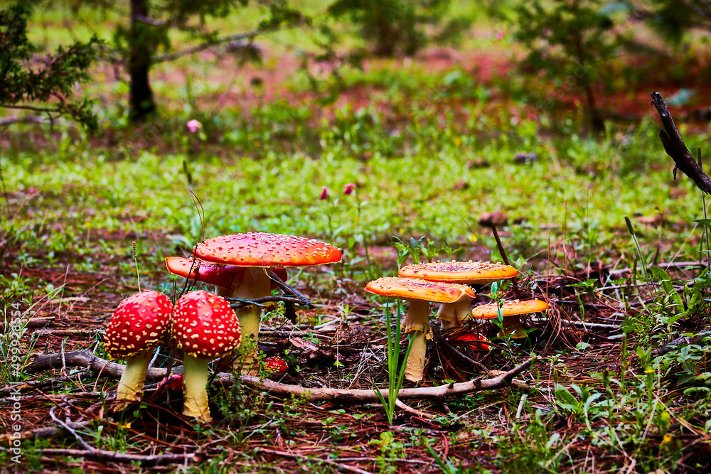 grupo o familia de hongos matamoscas amanita muscaria en un bosque con ...