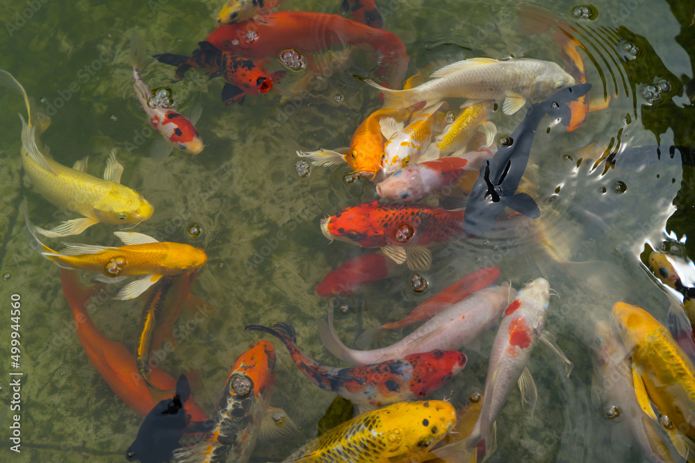 Colorful ornamental Koi(Carp) Fish of Japanese koi,called Nishikigoi in ...