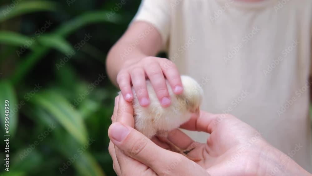 Mom has a small yellow chickabiddy in her hands, the baby daughter ...