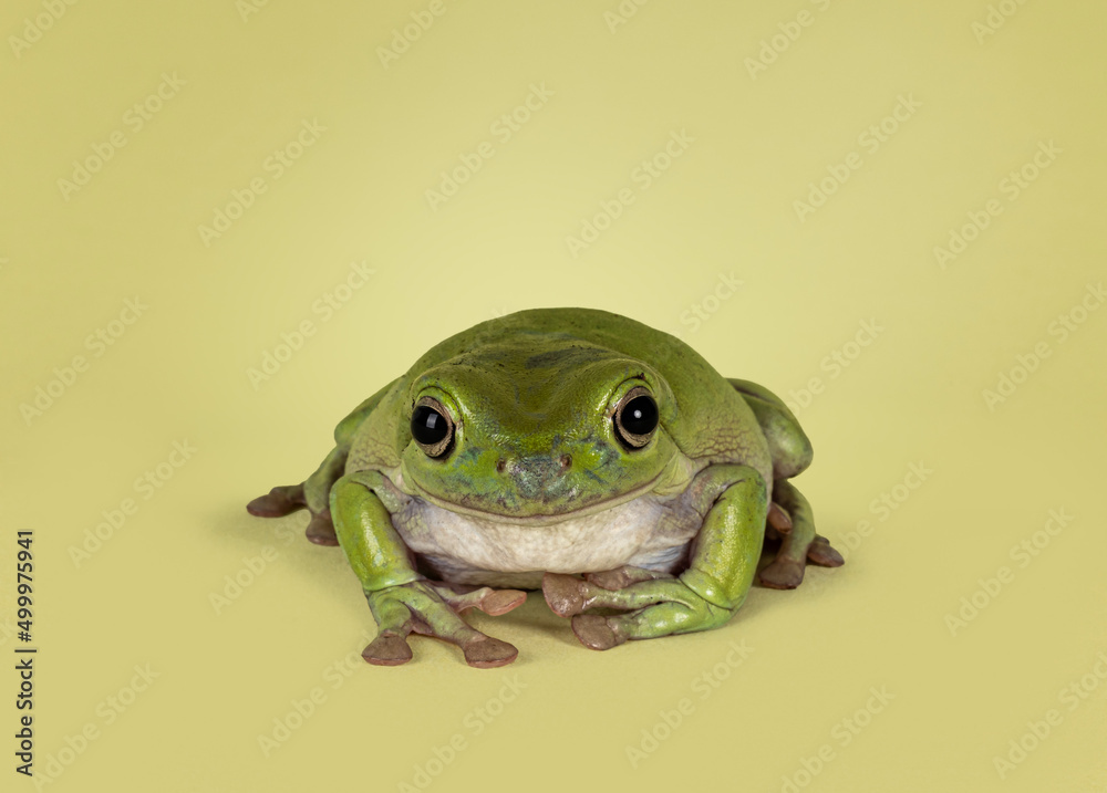 Green tree frog aka Ranoidea caerulea, sitting facing front. Looking ...