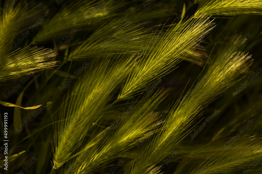 Espigas de las plantas de tipo gramíneo Stock Photo | Adobe Stock