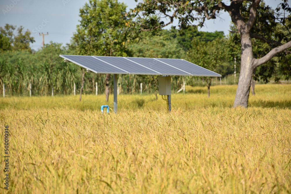 Grow rice from solar energy to renewable energy, use it to suck water ...