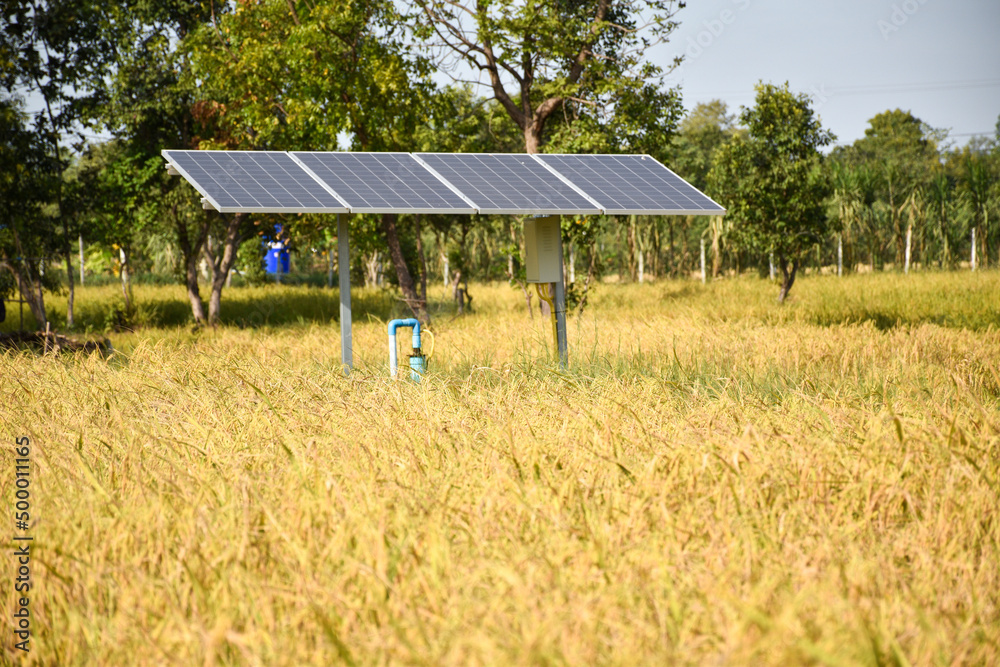 Grow rice from solar energy to renewable energy, use it to suck water ...