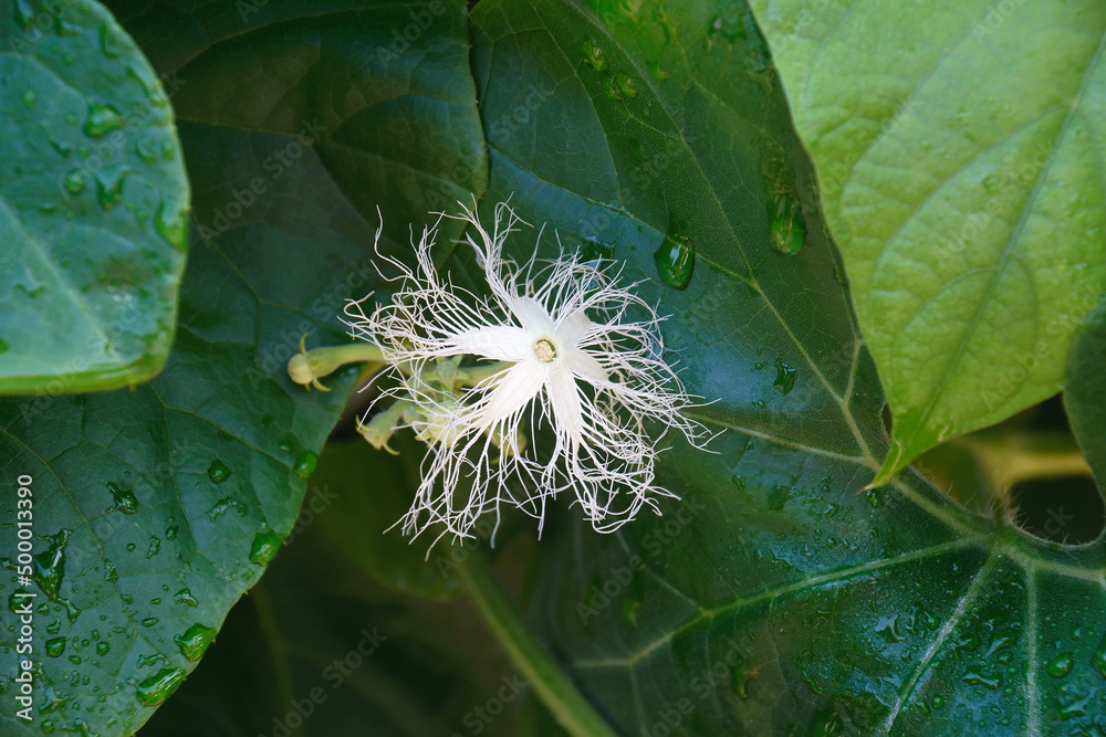 Snake gourd (Trichosanthes cucumerina). Called Serpent gourd, Chichinda ...