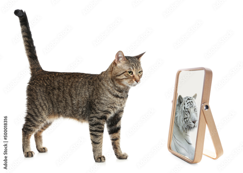 Cute cat looks like tiger into reflection of mirror on white background ...