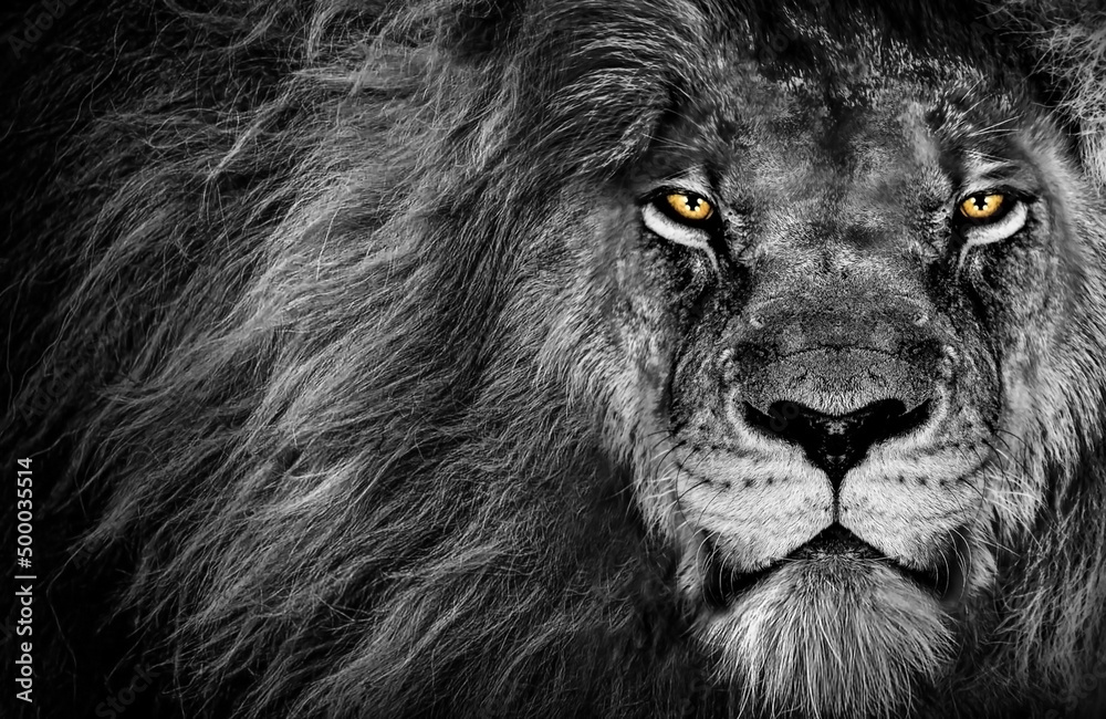 Grayscale shot of a lion with yellow eyes staring aggressively at the ...