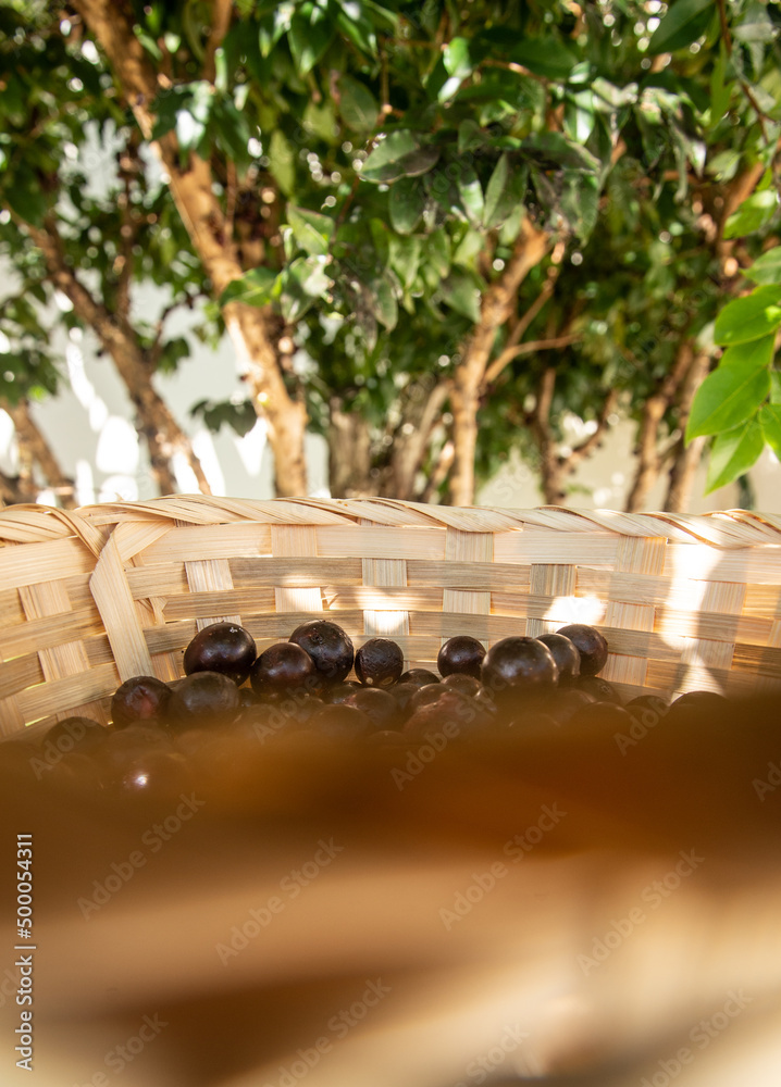 Jabuticaba (Myrciaria cauliflora, Plinia peruviana, Brazilian grapetree ...