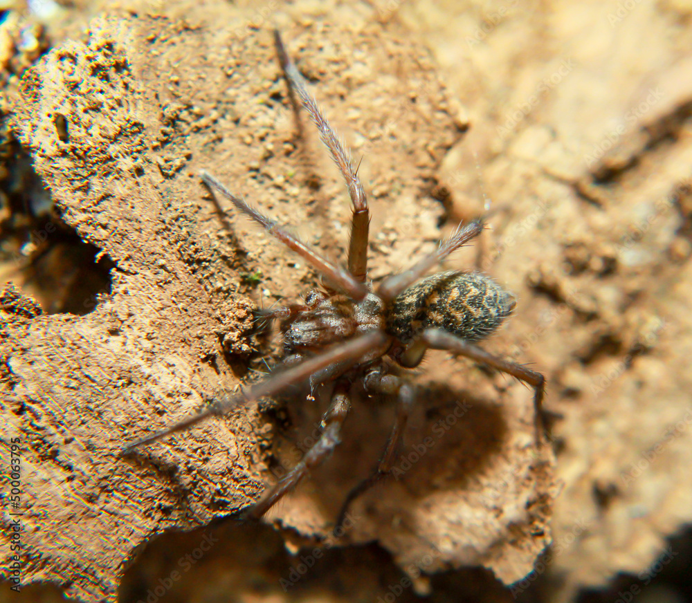 Eine Nahaufnahme einer großen Winkelspinne. Sie gehört zu den ...