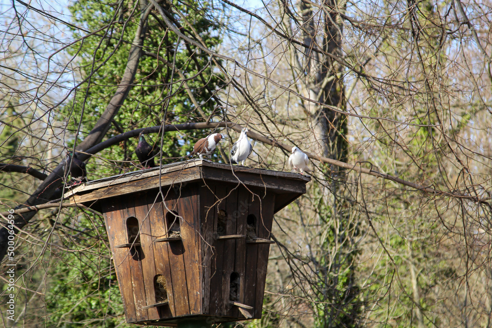 Tauben sitzen am Eingang zum Taubenhaus. Taubenhaus auf einem Pfahl ...
