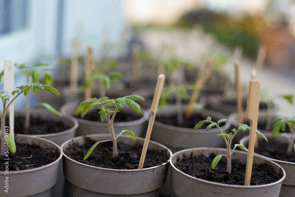 Junge Tomatenpflanzen im Wachsum, Gartenanbau Stock Photo | Adobe Stock