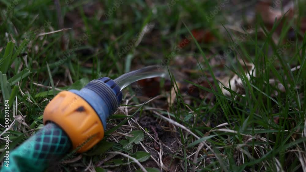 Watering the backyard using garden hose. Flow of water going out freely ...