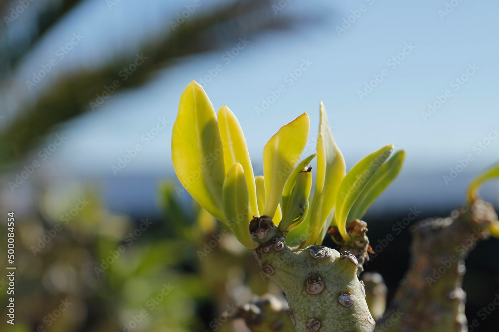 plantas típicas de Canarias, cactus verdes y ramas saliendo de piedras ...