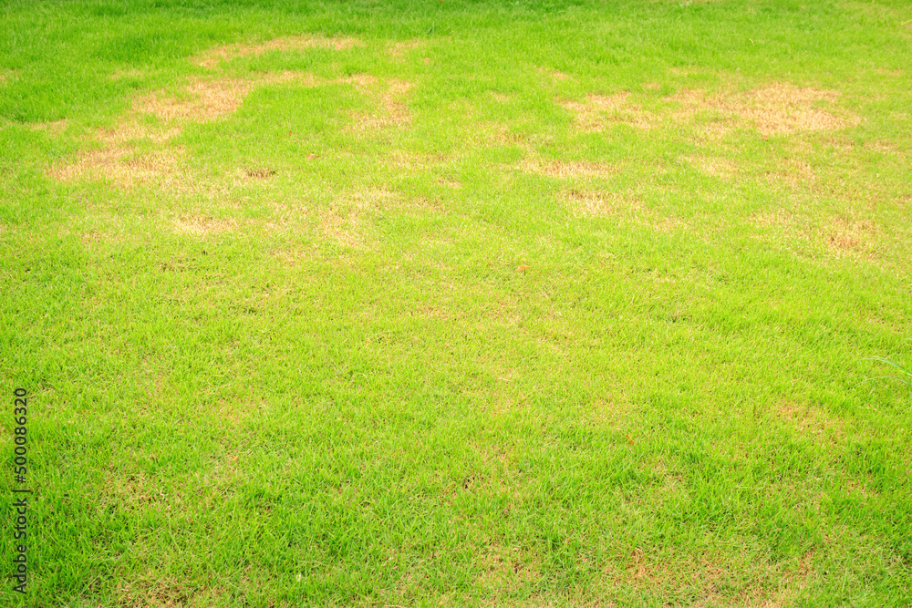 Rhizoctonia Solani grass leaf change from green to dead brown in a ...