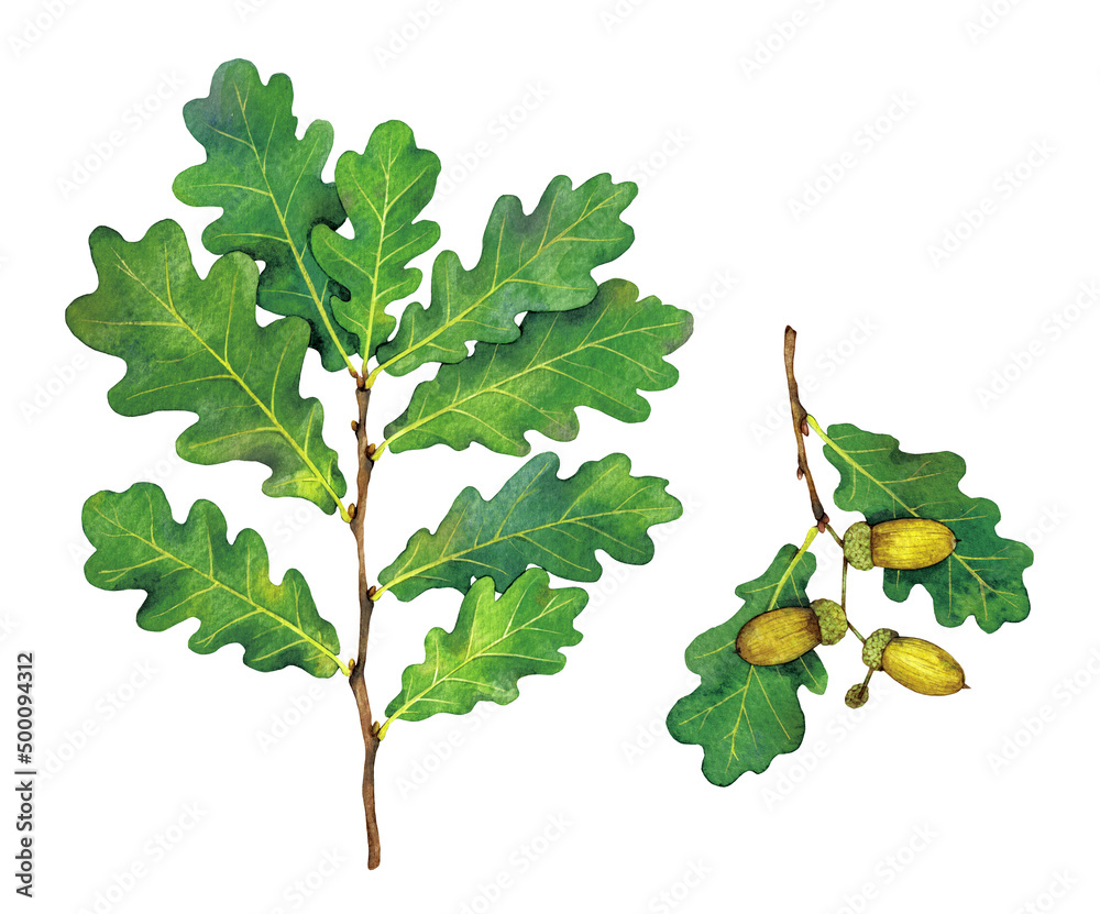 Watercolor common oak, pedunculate oak or European oak branch. Quercus ...