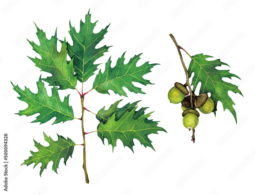 Watercolor northern red oak branches. Quercus rubra isolated on white ...
