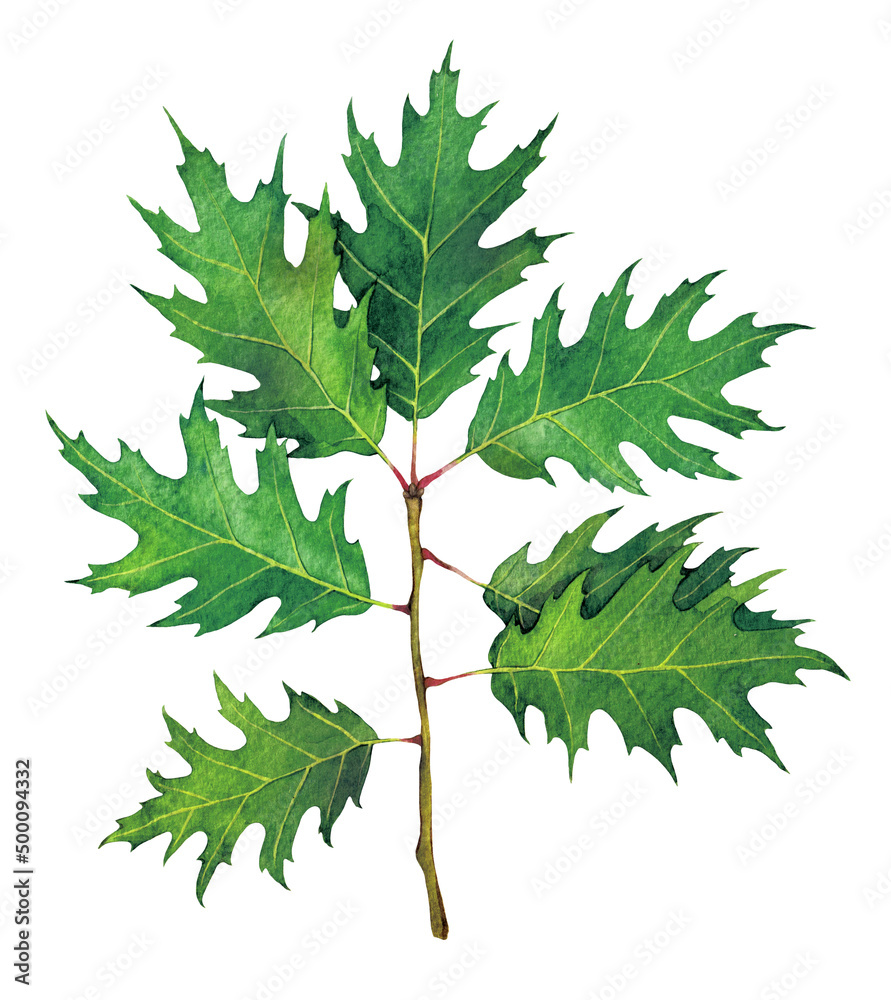Watercolor northern red oak branch. Quercus rubra isolated on white ...