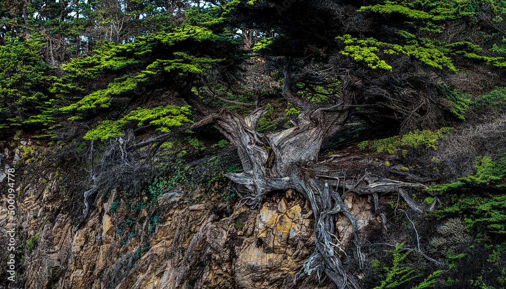 Craggy Century Cypress tree hangs on cliffs of Point Lobos State ...