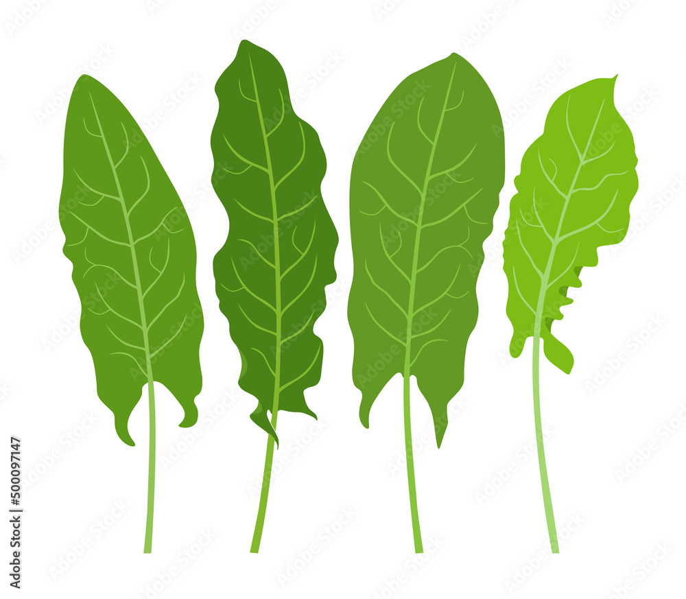 Sorrel. Vector illustration of sorrel leaves isolated on white ...
