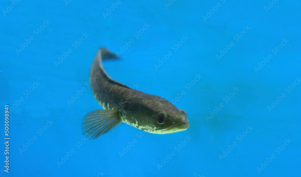 Snake head Murrel Fish aquarium fish Stock Photo | Adobe Stock