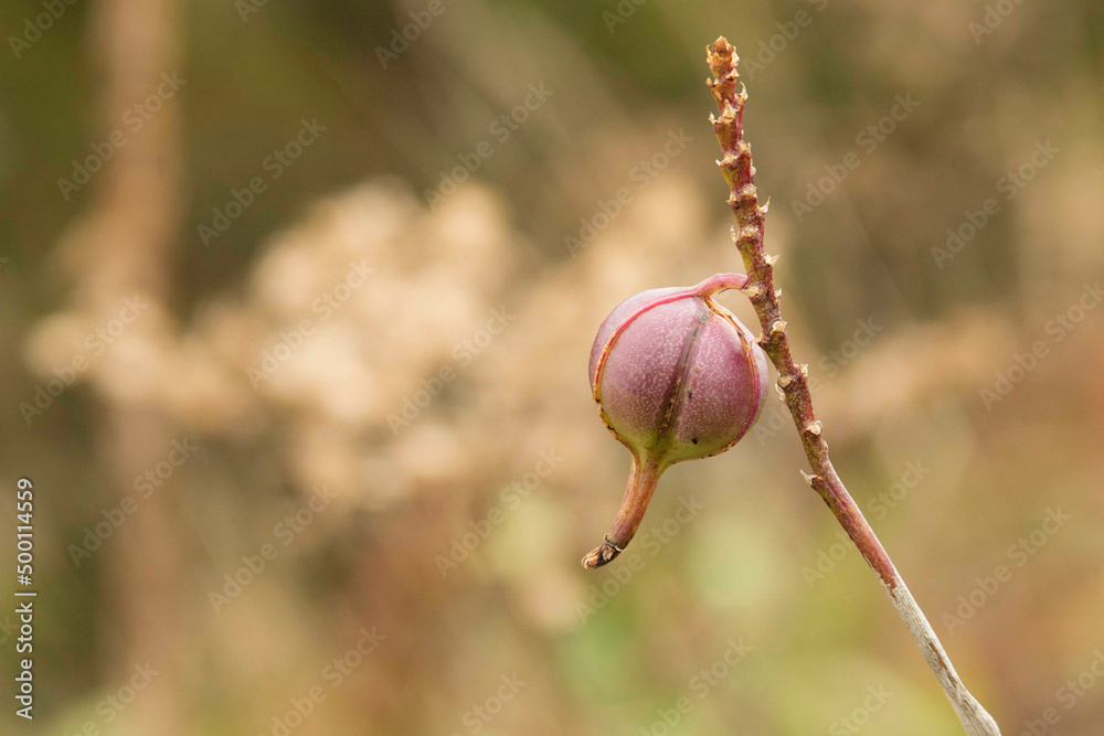 As bolas-tronco redondas são chamadas de galhas. Eles são a resposta da ...