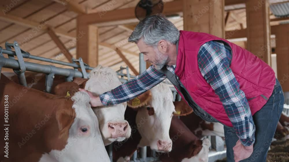 Man in checkered shirt stroking animals on the farmhouse. Farm owner ...
