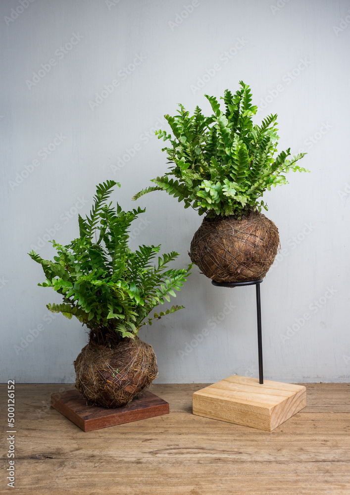 Fern Kokedamas on modern wooden bases, plant inside cocunut fibers ball ...